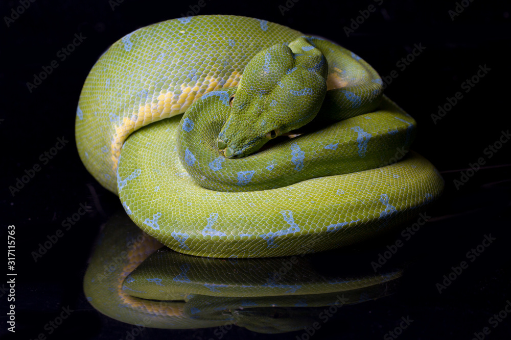 Green Tree Python (Morelia viridis) sorong locality isolated on black ...