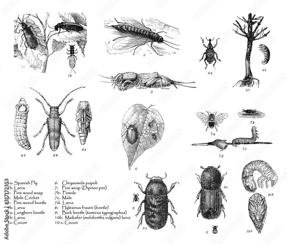 harmful insects drawing