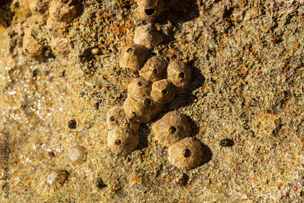 Balanus (Balanomorpha) is a genus of barnacles in the family Balanidae ...