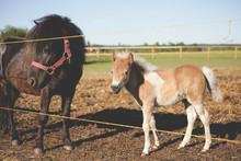 Mama And Baby Pony Free Stock Photo - Public Domain Pictures