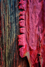 Peeling Red Bark 2 Free Stock Photo - Public Domain Pictures