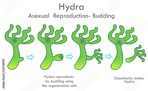Hydra reproduces by budding using the regenerative cells. Asexual ...