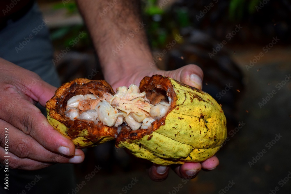 Стокове фото The cocoa bean or simply cocoa is the dried and fully ...