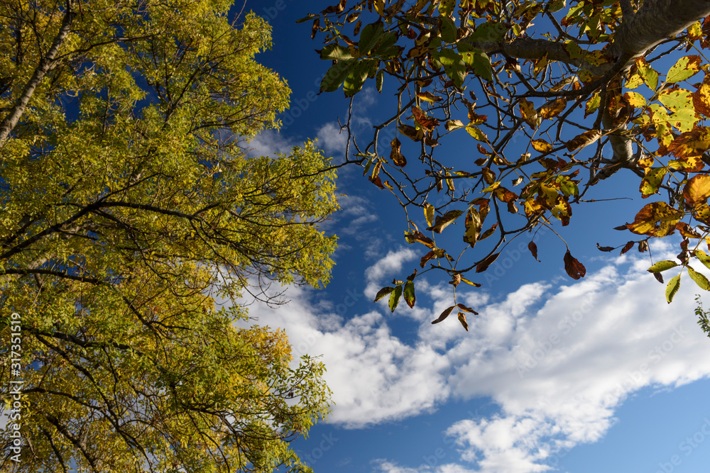 France. Branches et feuilles d'arbre sur ciel bleu et nuages. Branches ...