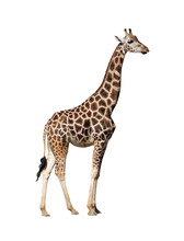 Giraffe Standing Isolated Free Stock Photo - Public Domain Pictures