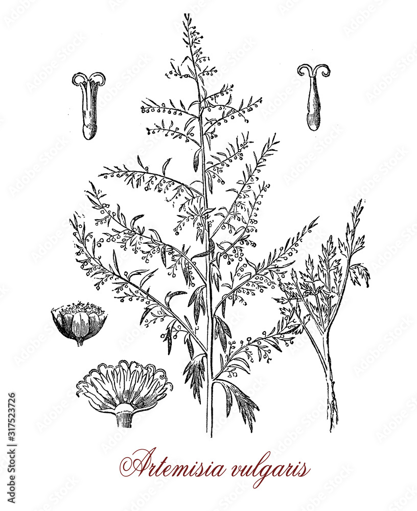 Artemisia vulgaris or common mugwort invasive weed with small florets ...