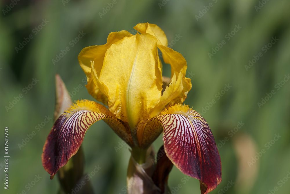 Macro photo of an iris flower. Iris flowers grow in the garden in ...