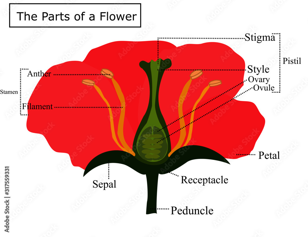 Anatomy of a flower.The Parts of a flower.Plant morphology or ...