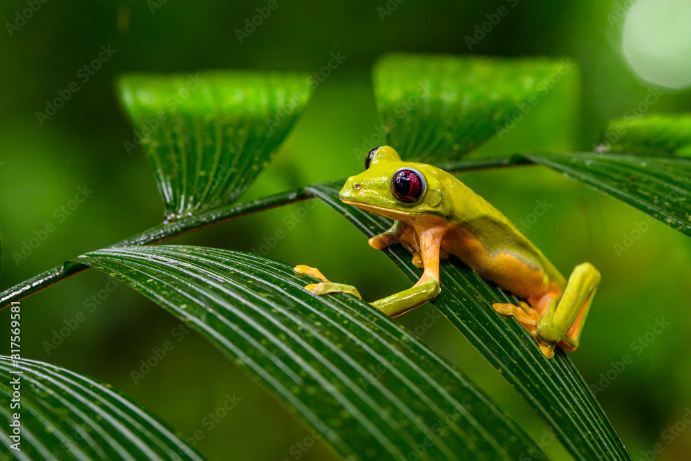 Gliding tree frog (Agalychnis spurrelli) is a species of frog in family ...