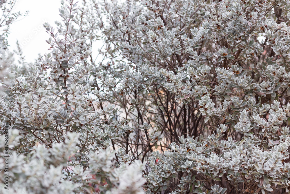 Leucophyllum frutescens in the the Scrophulariaceae (figwort) family ...