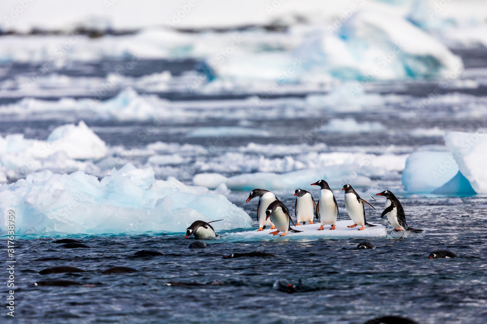 Group of penguins in Antarctica on an iceberg in the cold water jumping ...