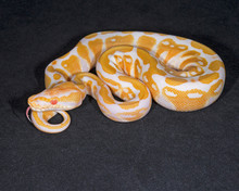 Albino Royal Python Free Stock Photo - Public Domain Pictures