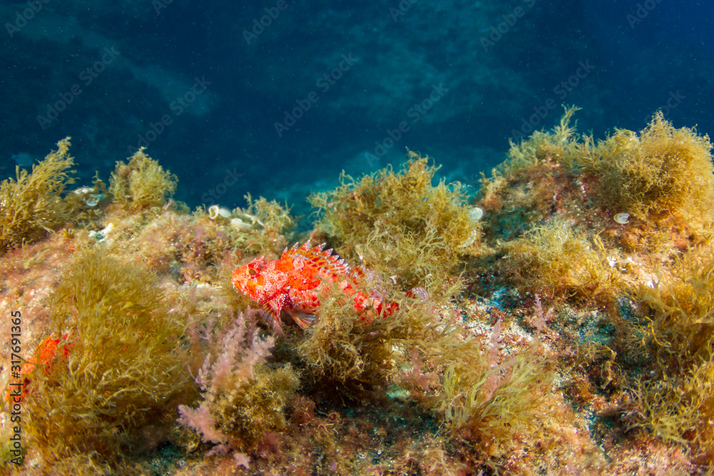 Red scorpionfish-Rascasse rouge (Scorpaena Notata), Pico island, Azores ...