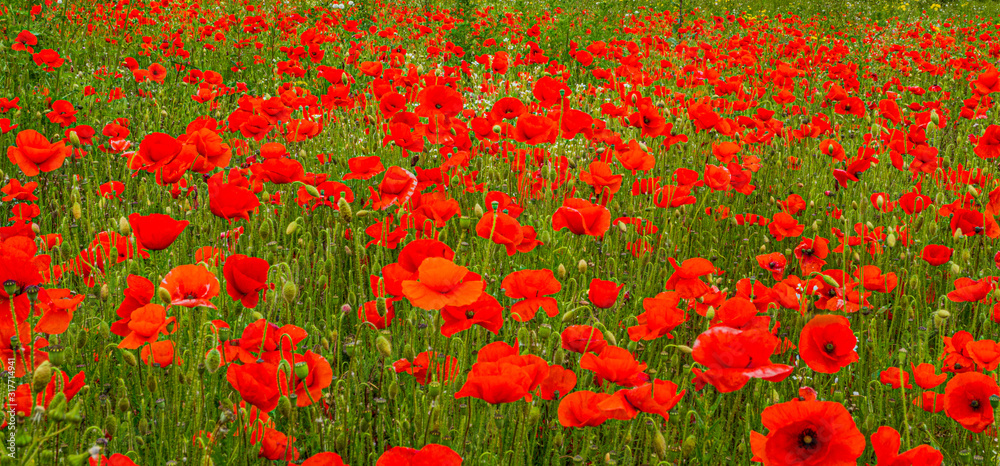 Rolling Poppy Fields in Flanders WW1 world war 1 battlefield ...