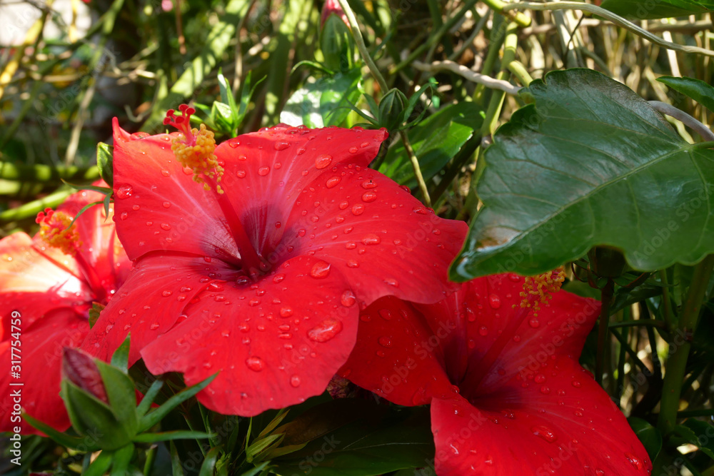 Hibiscus rosa-sinensis or is a genus of flowering plants in the mallow ...