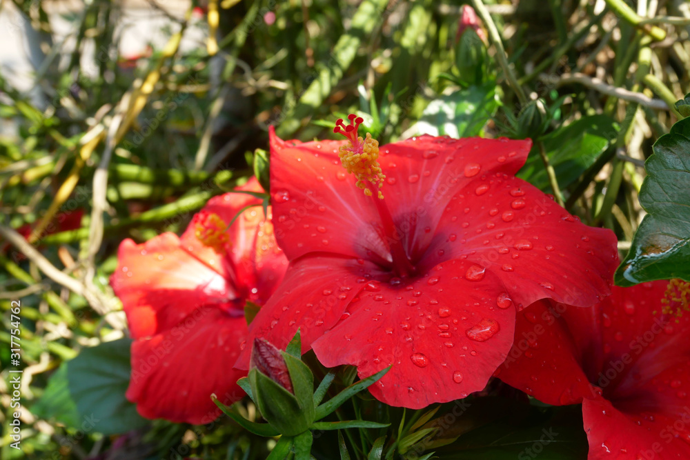 Hibiscus rosa-sinensis or is a genus of flowering plants in the mallow ...