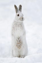 Snowshoe Hare Free Stock Photo - Public Domain Pictures