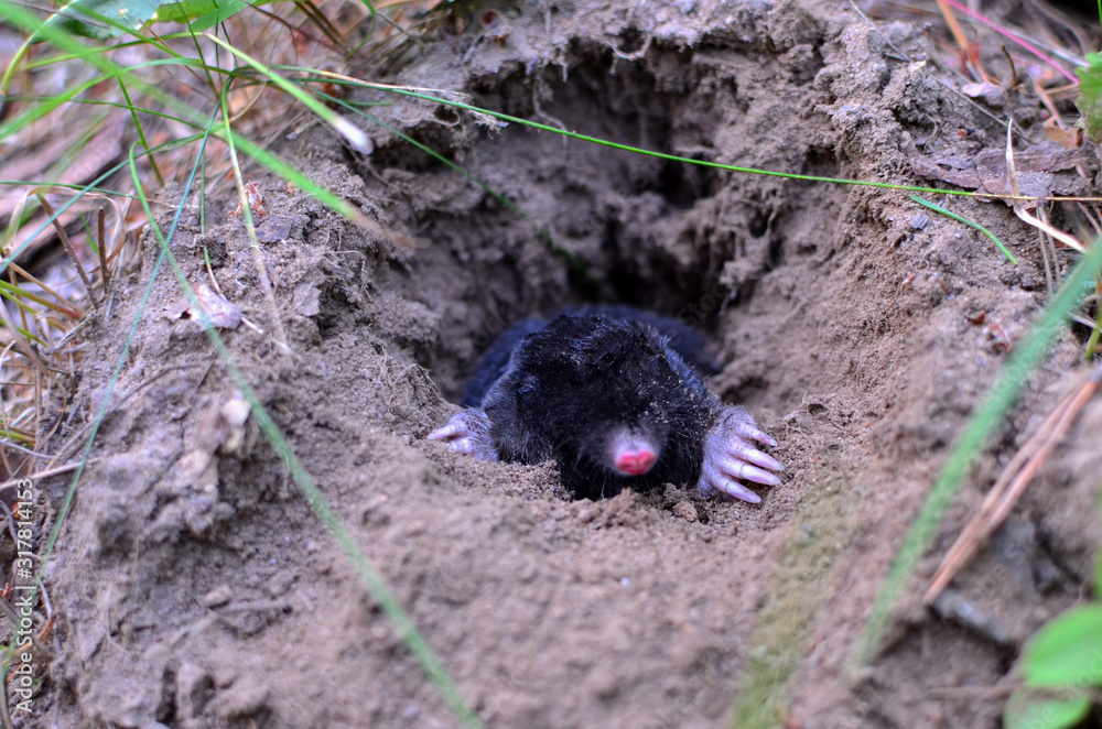 Foto de Stock Mole crawling out of molehill above ground, showing ...