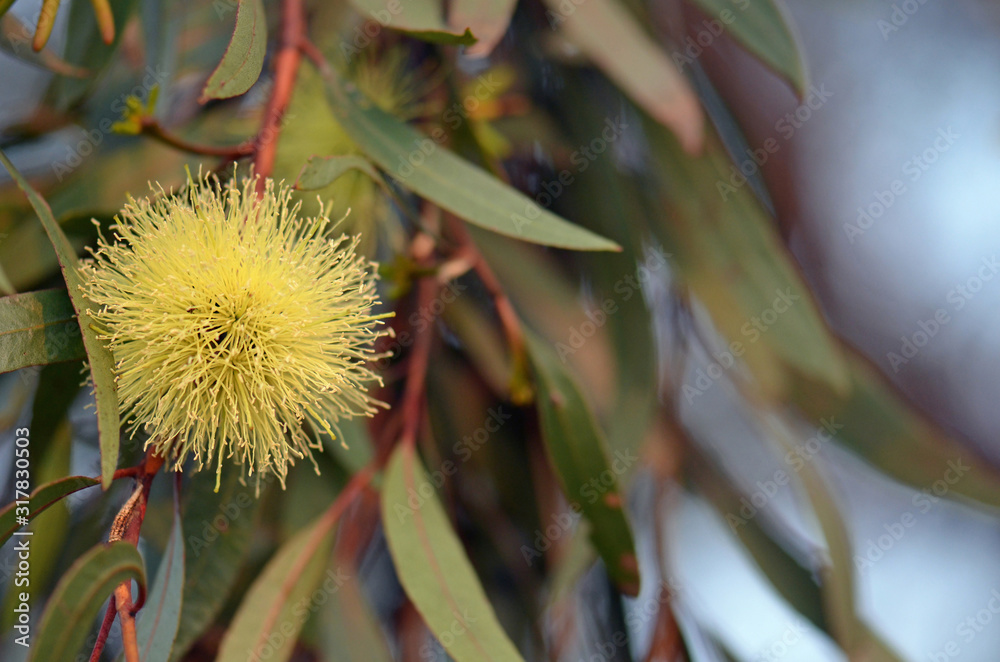 Yellow flowers of the Blue Mallet gum tree Eucalyptus gardneri, family ...