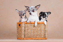 Chihuahua Trio Free Stock Photo - Public Domain Pictures