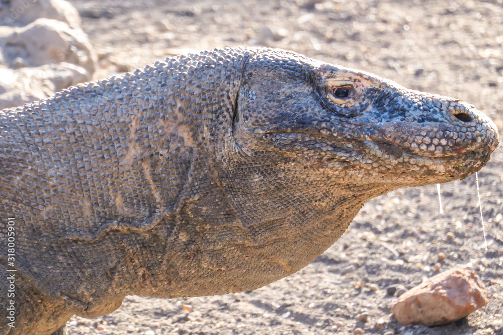 Foto A close up on a gigantic, venomous Komodo Dragon roaming free in ...