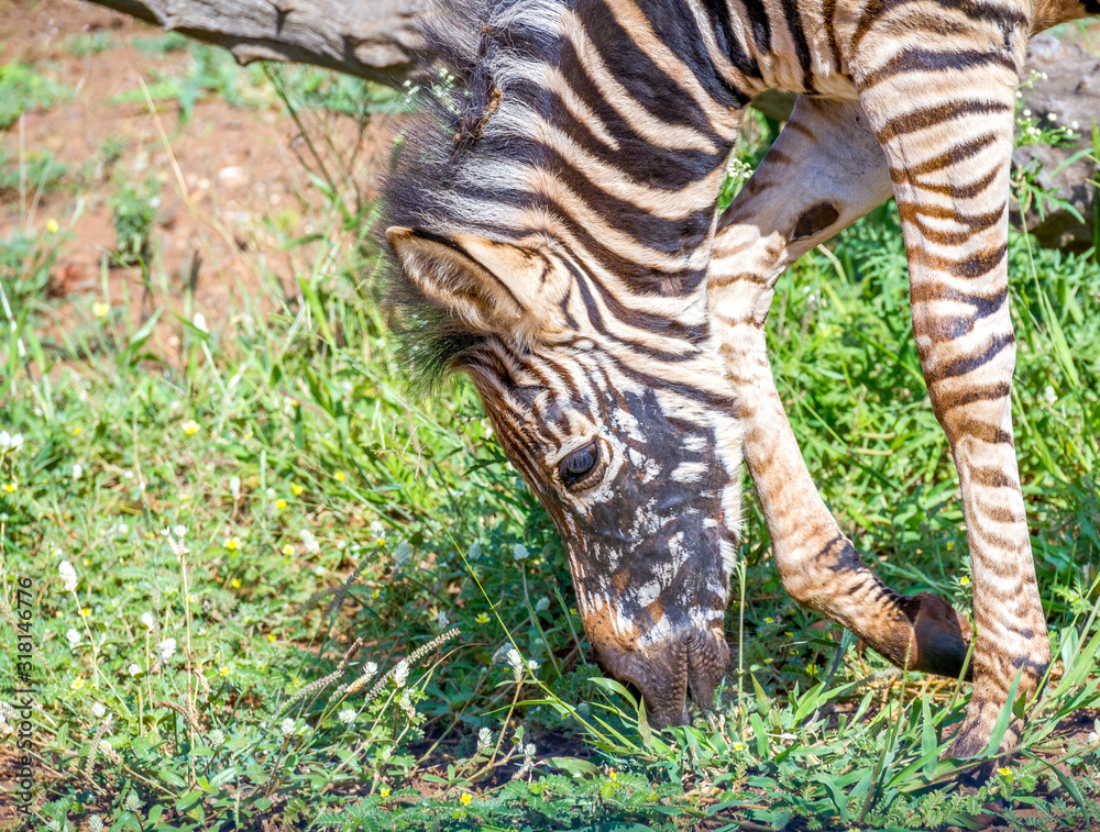 Portrait of a Burchell's zebra foal with abnormal skin markings on its ...