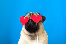Pug Dog Love Free Stock Photo - Public Domain Pictures