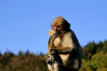 Monkey Crackers 14 Free Stock Photo - Public Domain Pictures