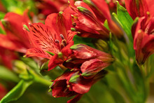 Alstroemeria Free Stock Photo - Public Domain Pictures