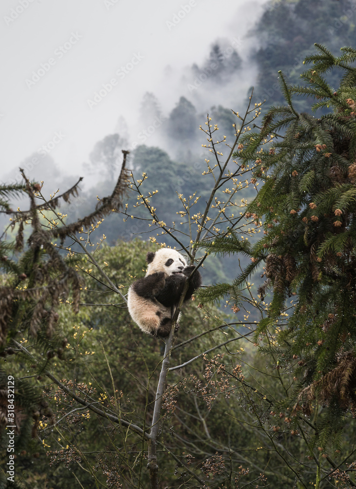 Giant panda, Ailuropoda melanoleuca, approximately 6-8 months old ...