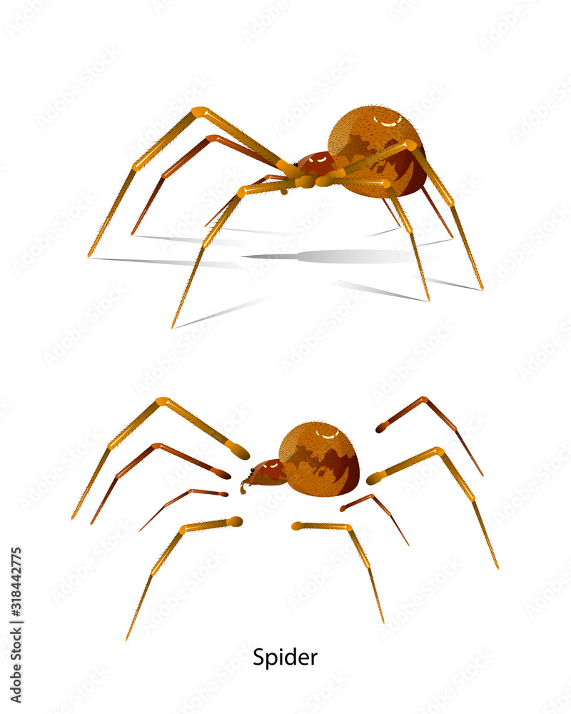 Spider side vector on white background.This picture is option for ...