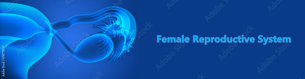 Female Reproductive System Anatomy Stock Illustration | Adobe Stock