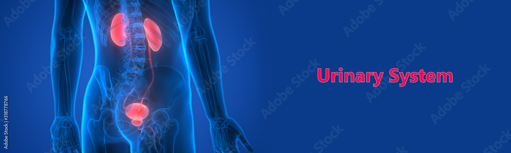 Human Urinary System Anatomy Stock Illustration | Adobe Stock