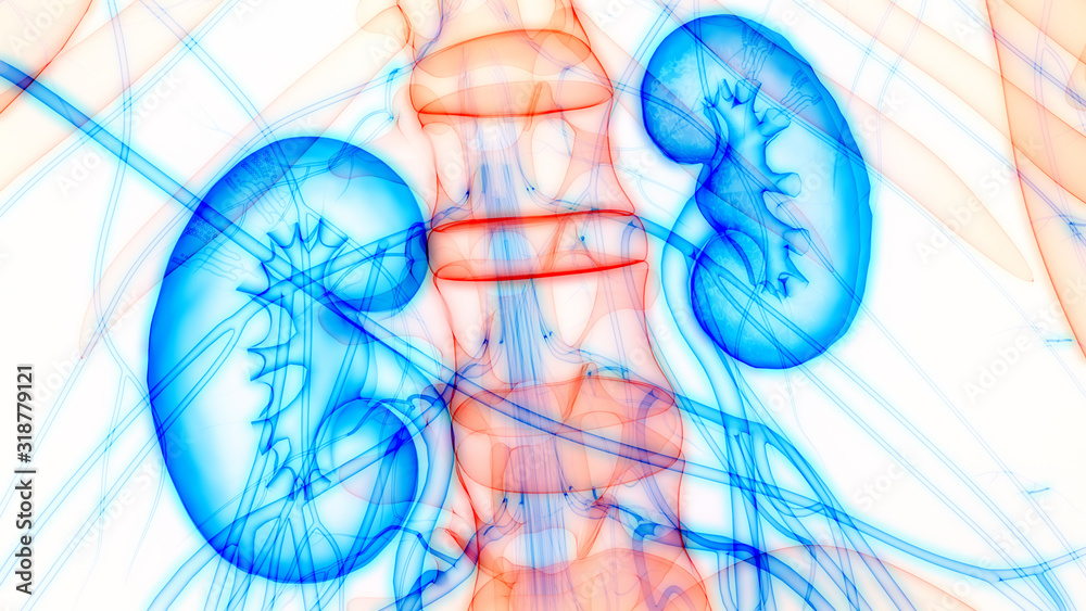 Human Urinary System Anatomy Stock Illustration | Adobe Stock