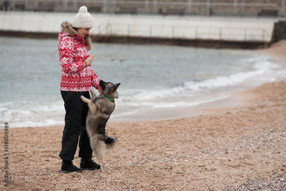Beautiful girl owner with her dog breed Keeshond playing on the beach ...
