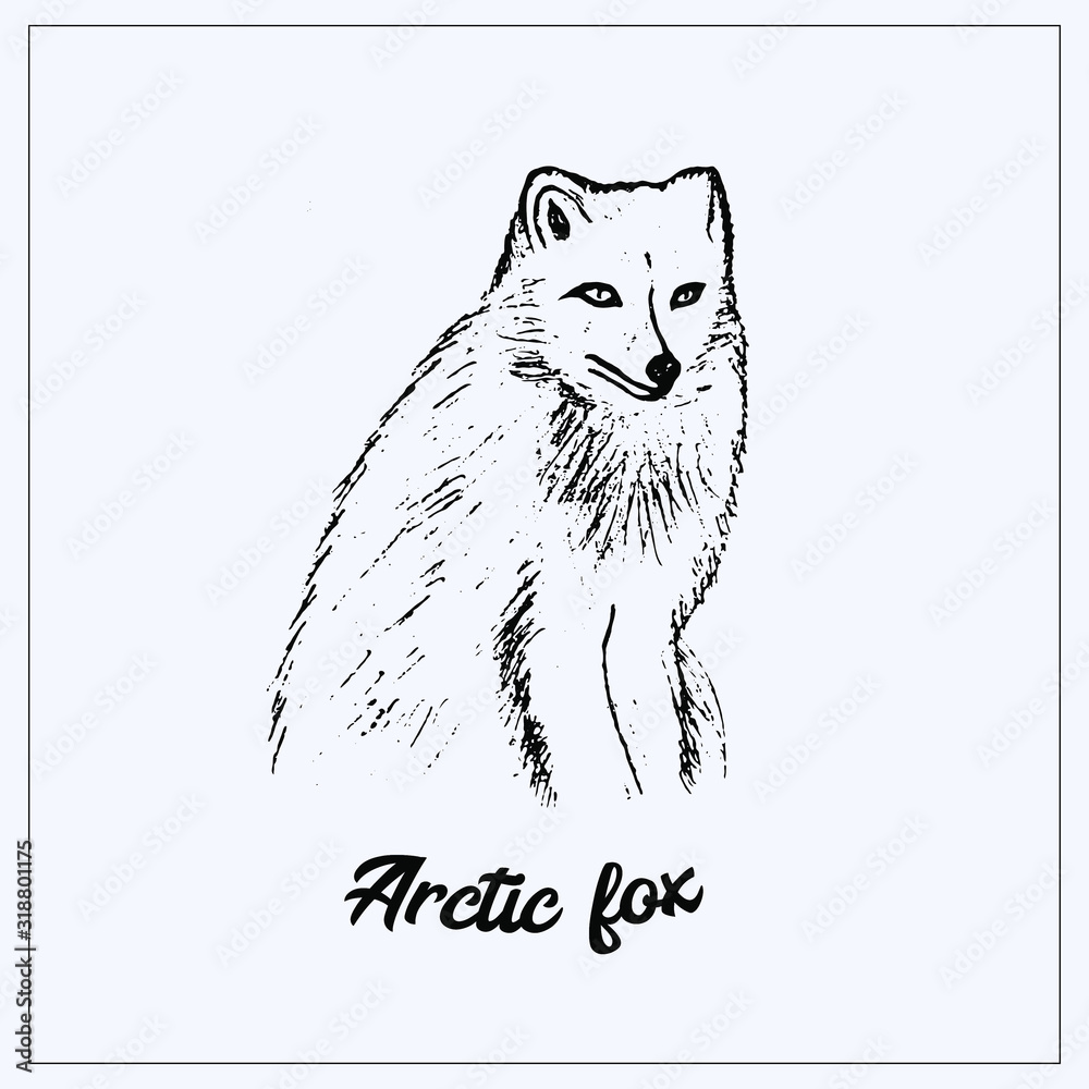 Hand drawn contours and silhouettes of arctic fox. Vector illustration ...