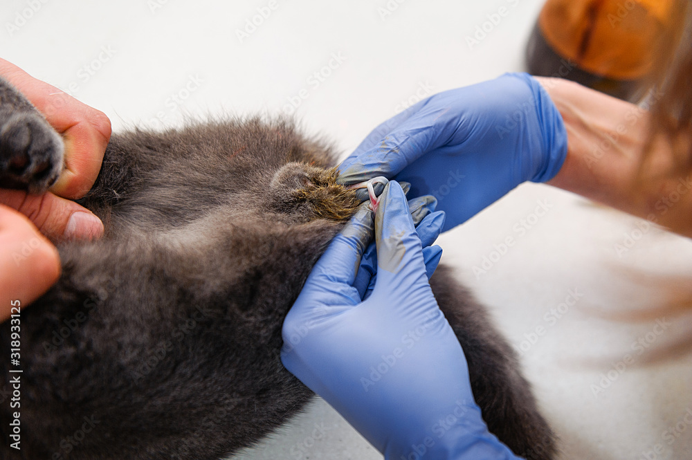 The operation to remove the testicles of a cat. Sterilization of a pet ...