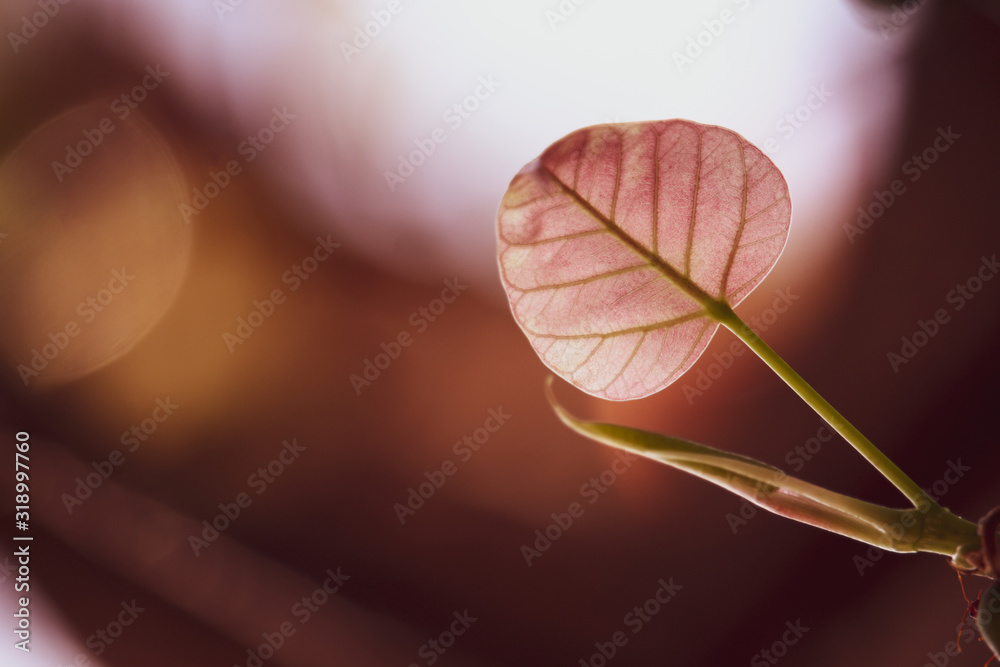 Green Bo leaf with Sunlight in the morning, Bo tree representing ...