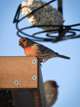 Red Headed House Finch Free Stock Photo - Public Domain Pictures