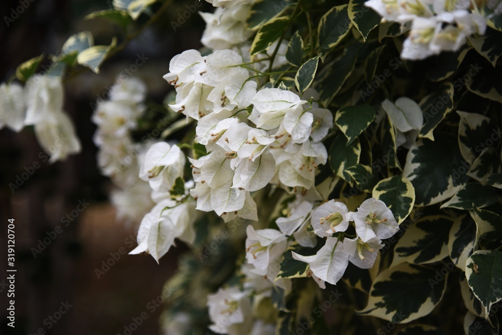 Bougainvillea is a vine that is brilliant and beautiful native to the ...