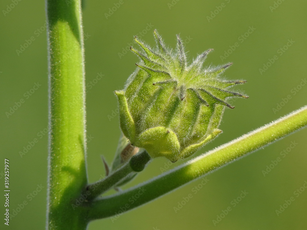 Abutilon theophrasti, velvetleaf, velvet plant, velvetweed, Chinese ...