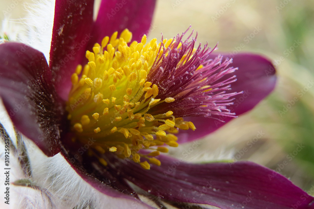 Pulsatilla pratensis ssp. Nigricans (Small pasque flower) rare ...