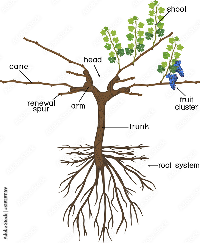 Grape pruning scheme: cane pruned. General view of grape vine plant ...
