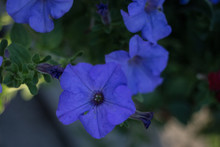 Purple Flower Power Free Stock Photo - Public Domain Pictures
