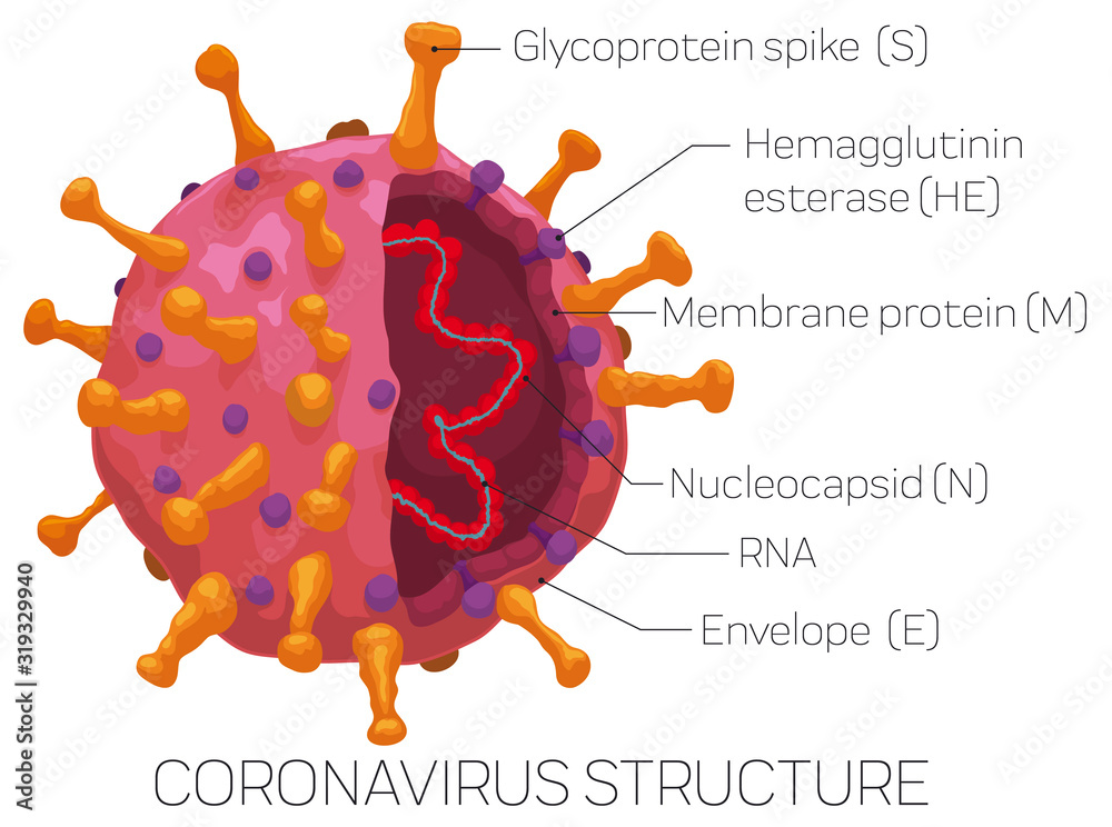 Infographic Depicting the External and Internal Coronavirus Structure ...