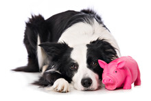 Border Collie Dog Free Stock Photo - Public Domain Pictures