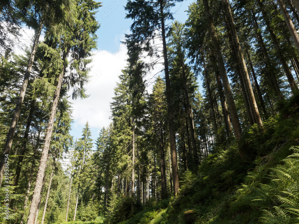 Black-Forest landscape in Germany. white European silver trees (Abies ...