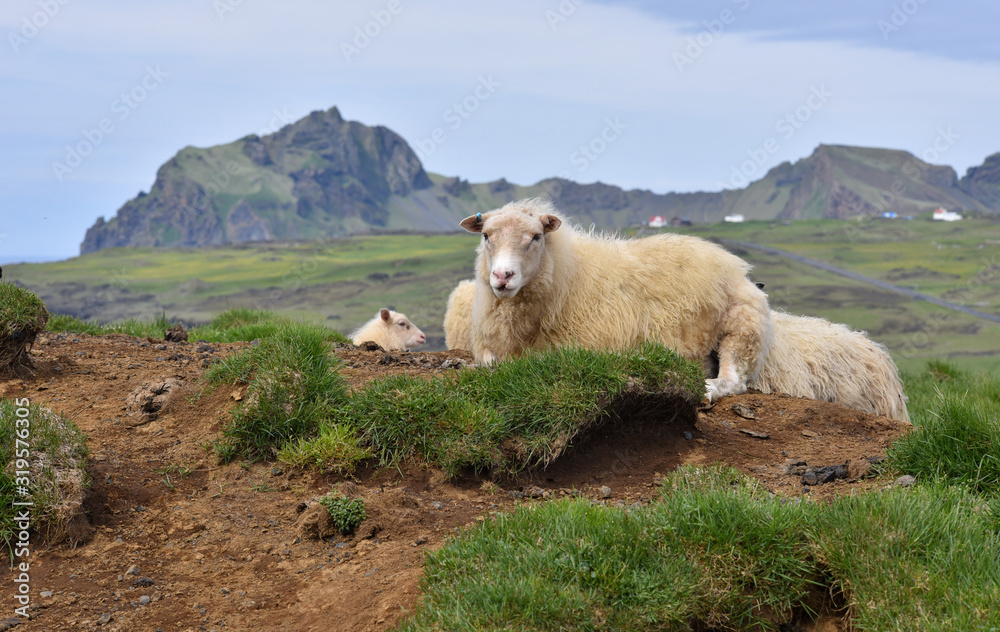 Icelandic sheep on Heimaey, the largest island in the Vestmannaeyjar ...