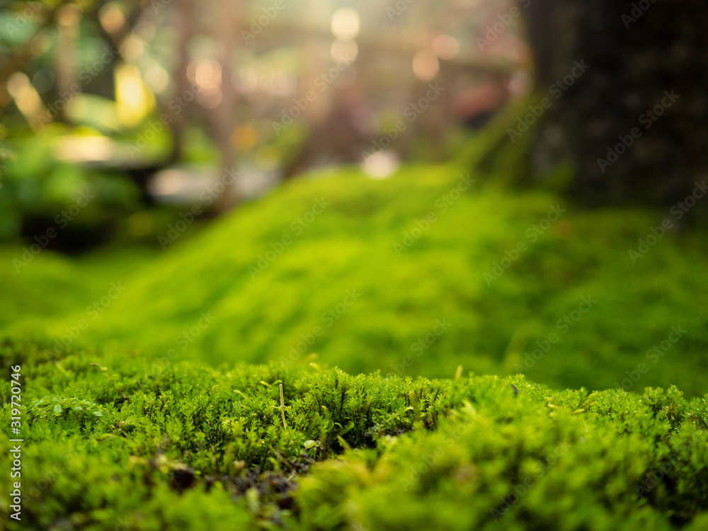 Lush green mossy forest with old tree log background for product ...