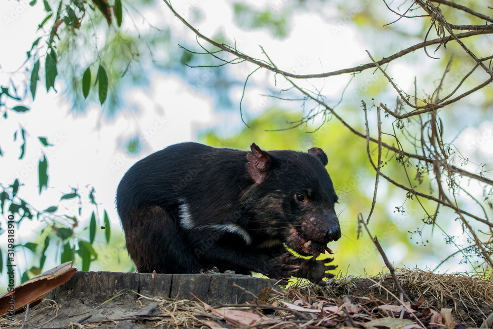 Tasman Peninsula, Tasmania, Australia: Tasmanian devil endemic and ...